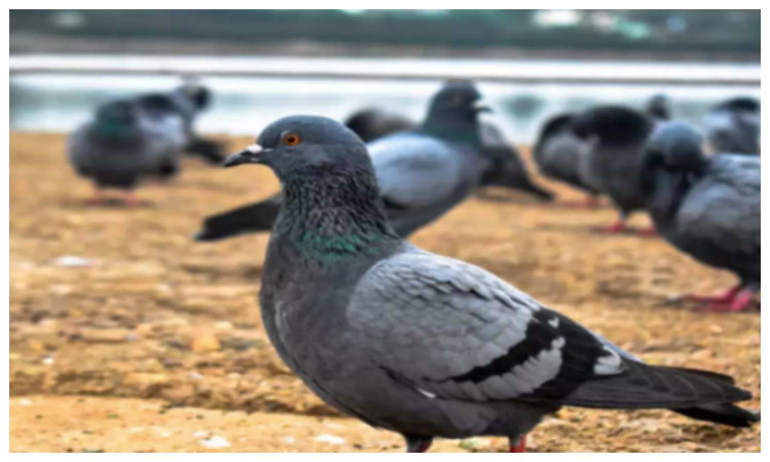 कबूतर के बीट से हो सकती है यह जानलेवा बीमारी, BHU के डॉक्टर से जानें ...