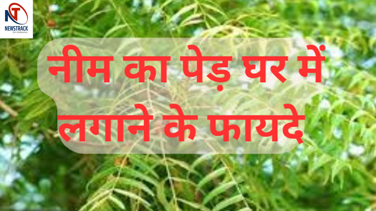 Neem ke Ped Ke Fayde- Pitra Dosh Se Mukti Ke Liye Upay-rashi ke ansar ...