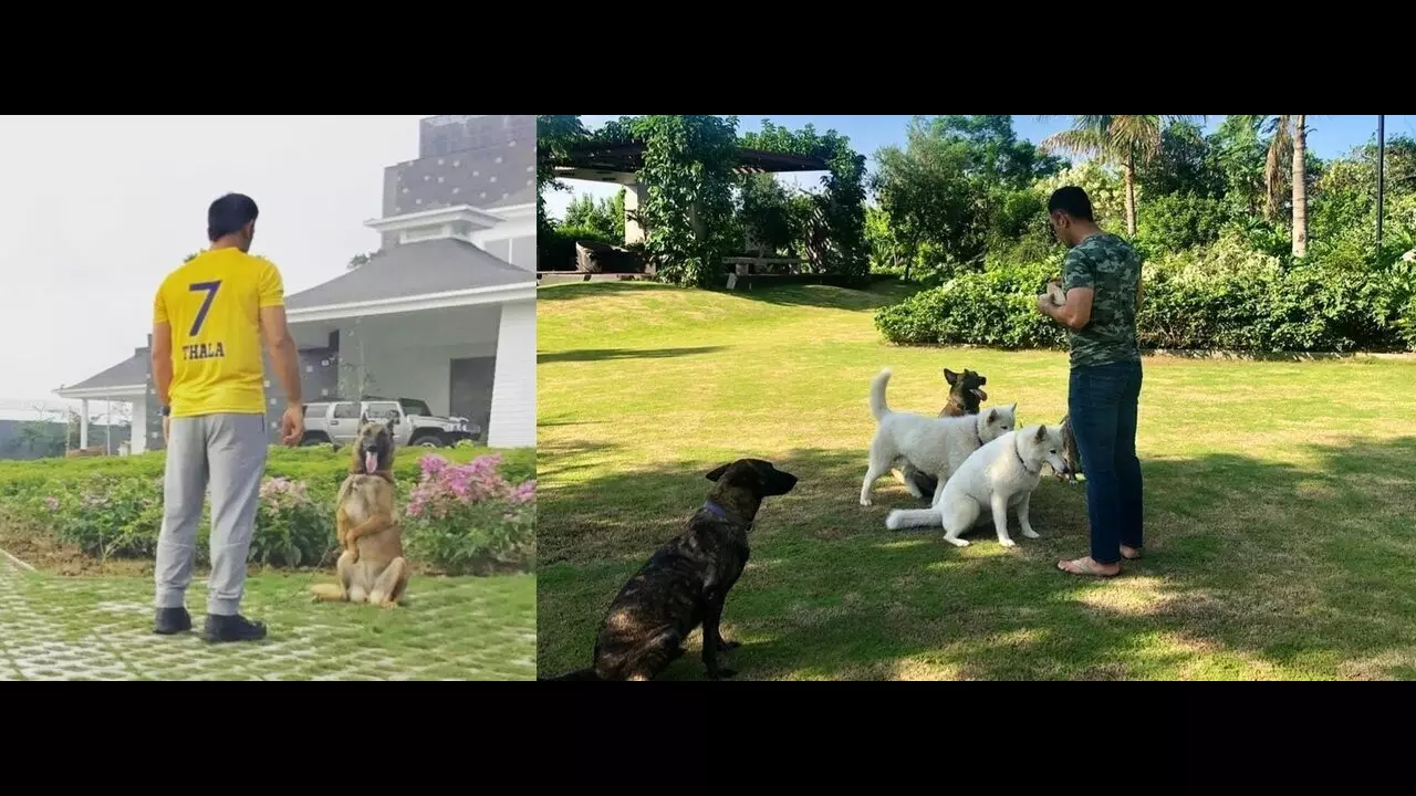 MS Dhoni Ranchi Farm House Inside Photos Luxury Interior | MS Dhoni ...