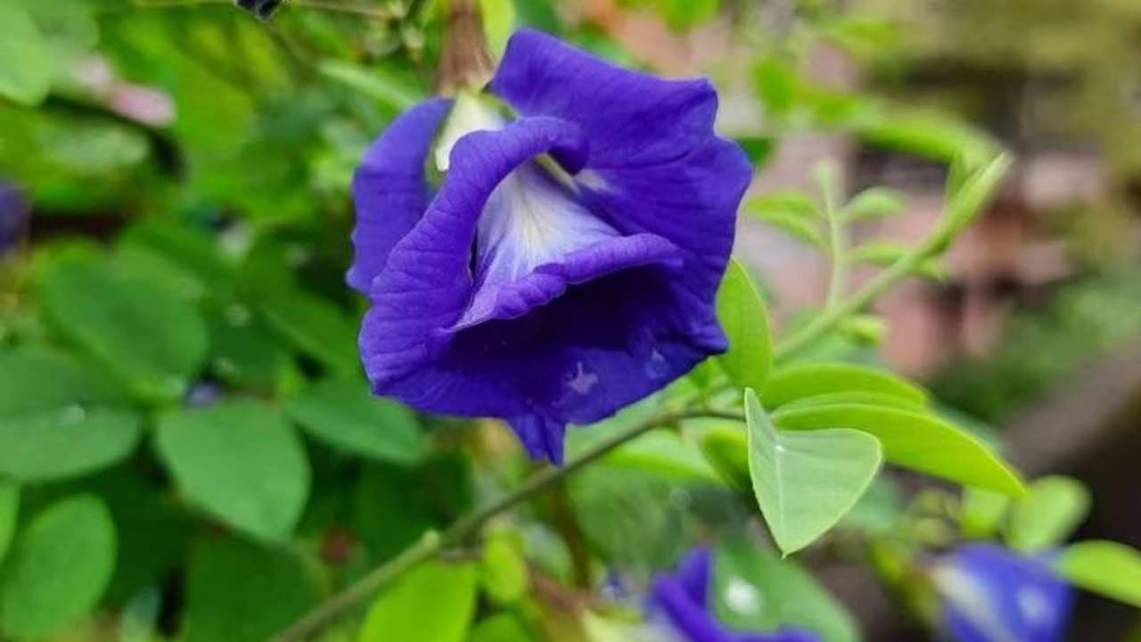 Benefits Of Aparajita Flowers| Health Benefit Of Blue Tea| Butterfly ...