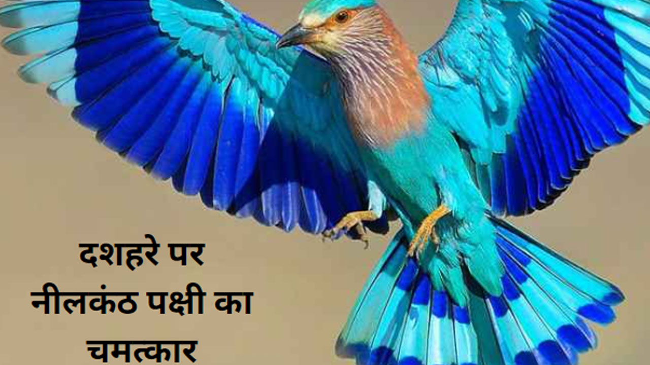 Vijayadashami Neelkanth Bird । about indian roller in hindi । dussehra ...