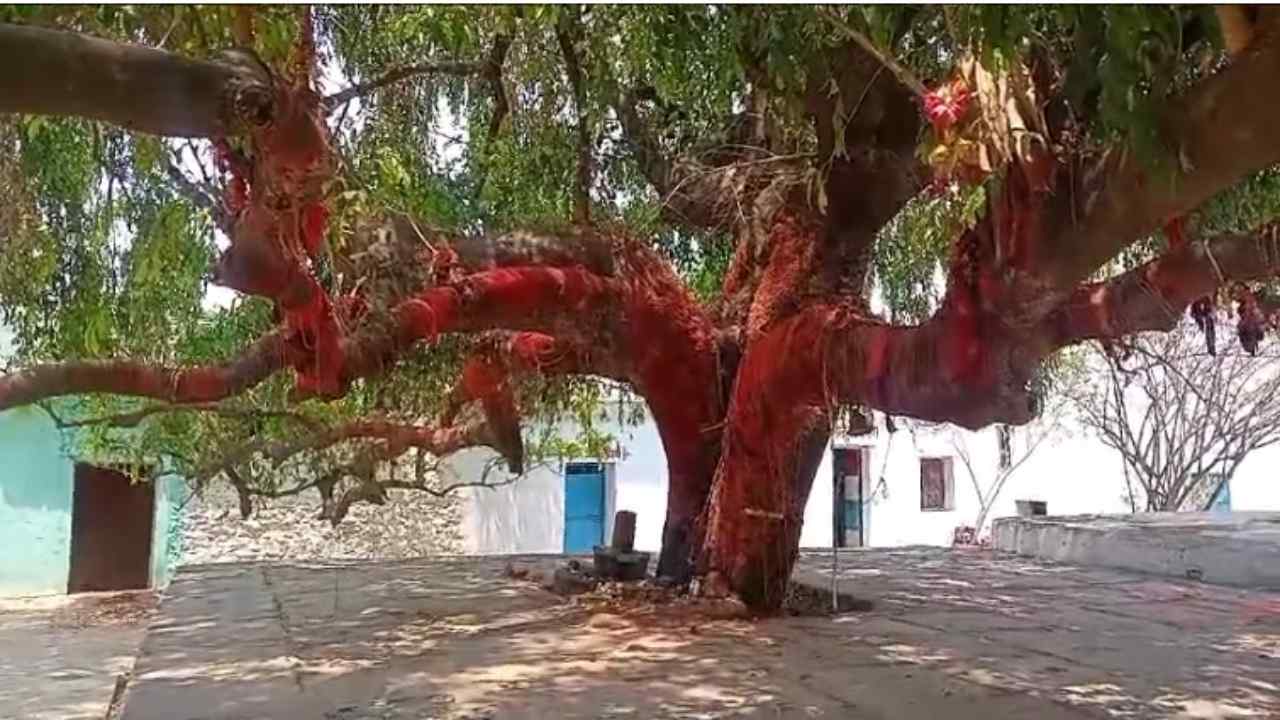 Santan Prapti Vala Vriksh | 500 Year old Tree In Chitrakoot | Uttar ...