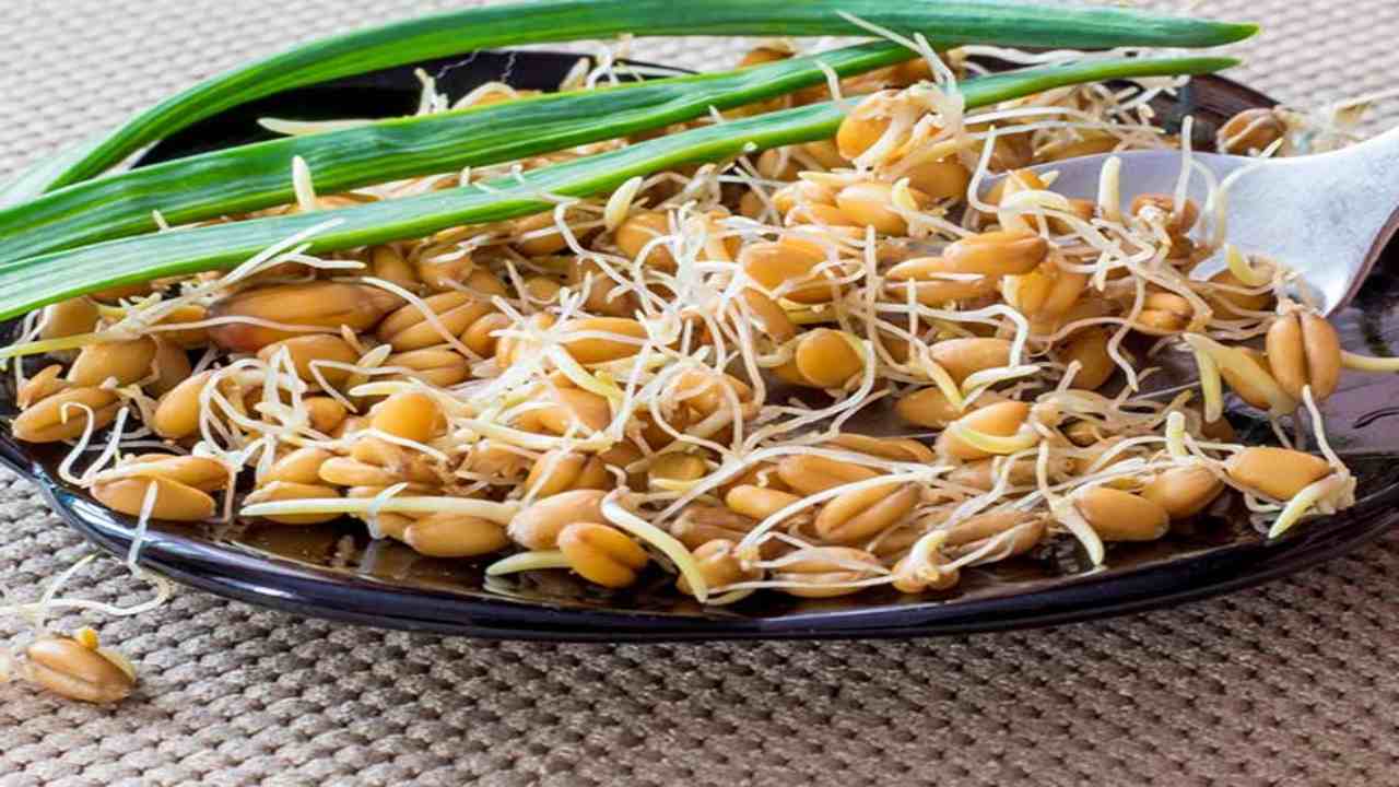 Ankurit Gehun Khane Ke Fayde in Hindi | prouted Wheat Benefits For Wait ...