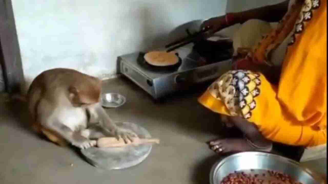 Rani bandariya | Rani bandariya living with humans | Rani bandariya ...