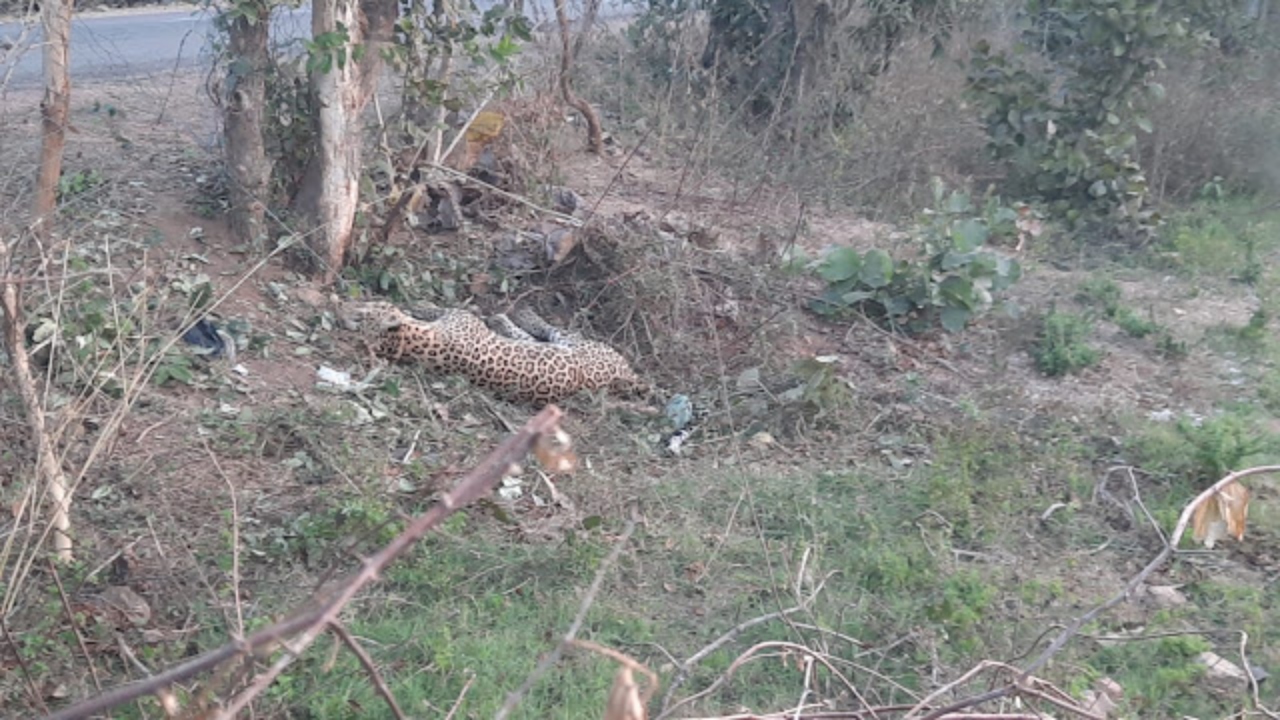 Banda News। leopard Hunt case। Uttar Pradesh News | Today Latest Update ...