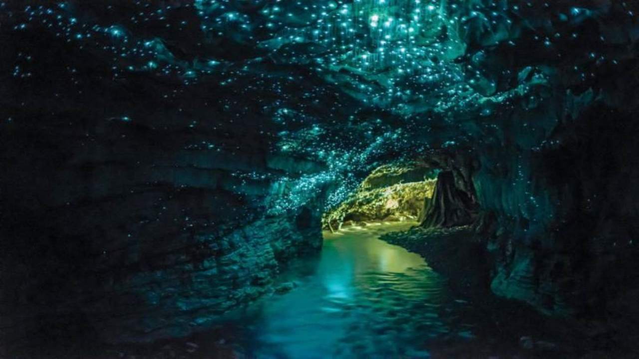 Waitomo Caves | Waitomo Caves in New Zealand | New Zealand | Best ...