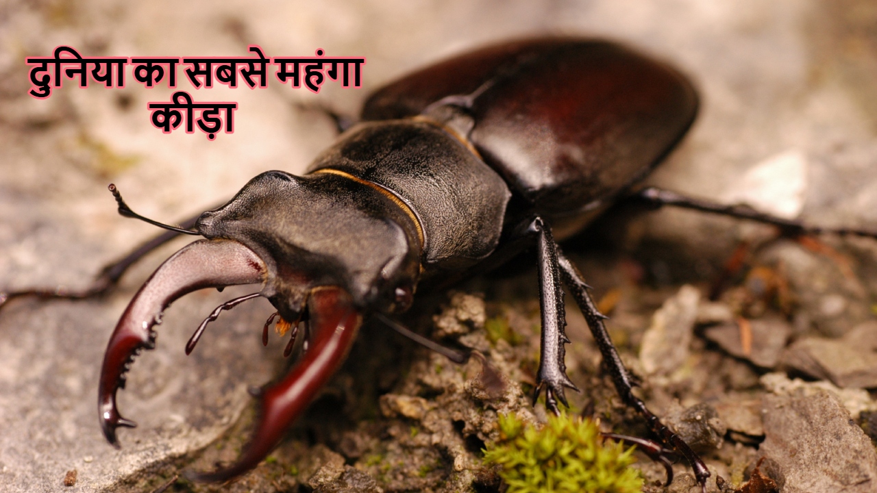 Most Expensive Insect In The World Check Price Images Quality Duniya Ke ...