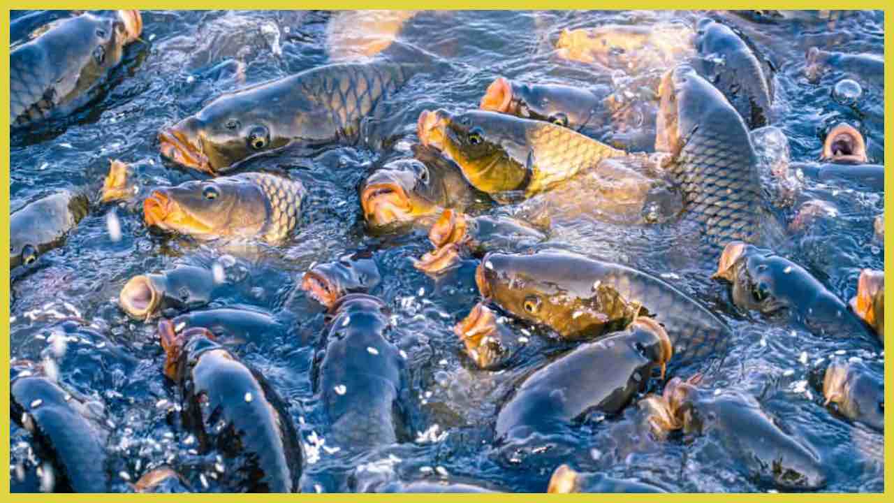 Salmon Fish Farming Business Ideas Earning Salmon Machali Ki Kheti ...