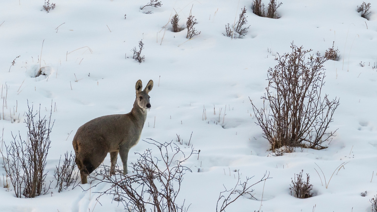 Alpine Musk Deer History and Importance Kasturi Mrig Ka Itihas in Hindi ...