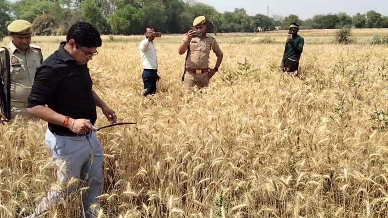 DM Ghanshyam Meena harvests crop in wheat field News in Hindi ...