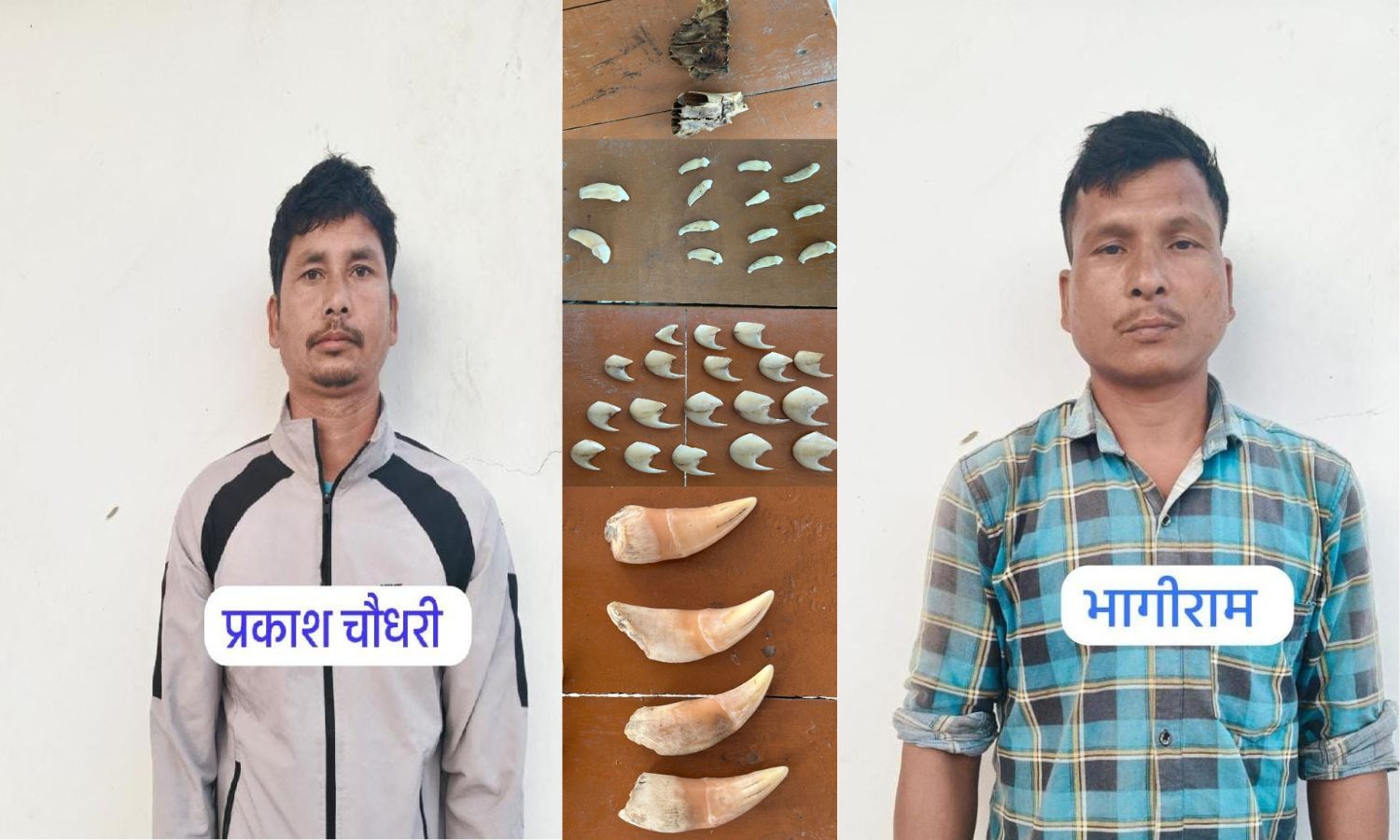 Tiger jaws worth 30 lakhs 17 teeth 2 smugglers smuggling wildlife ...