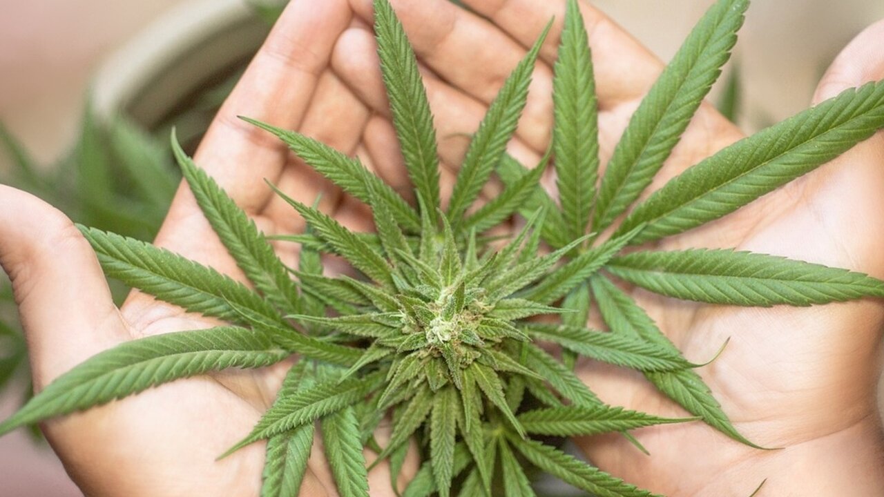 Aaj Ka Itihas| International Marijuana Day 2025| Marijuana Day History ...