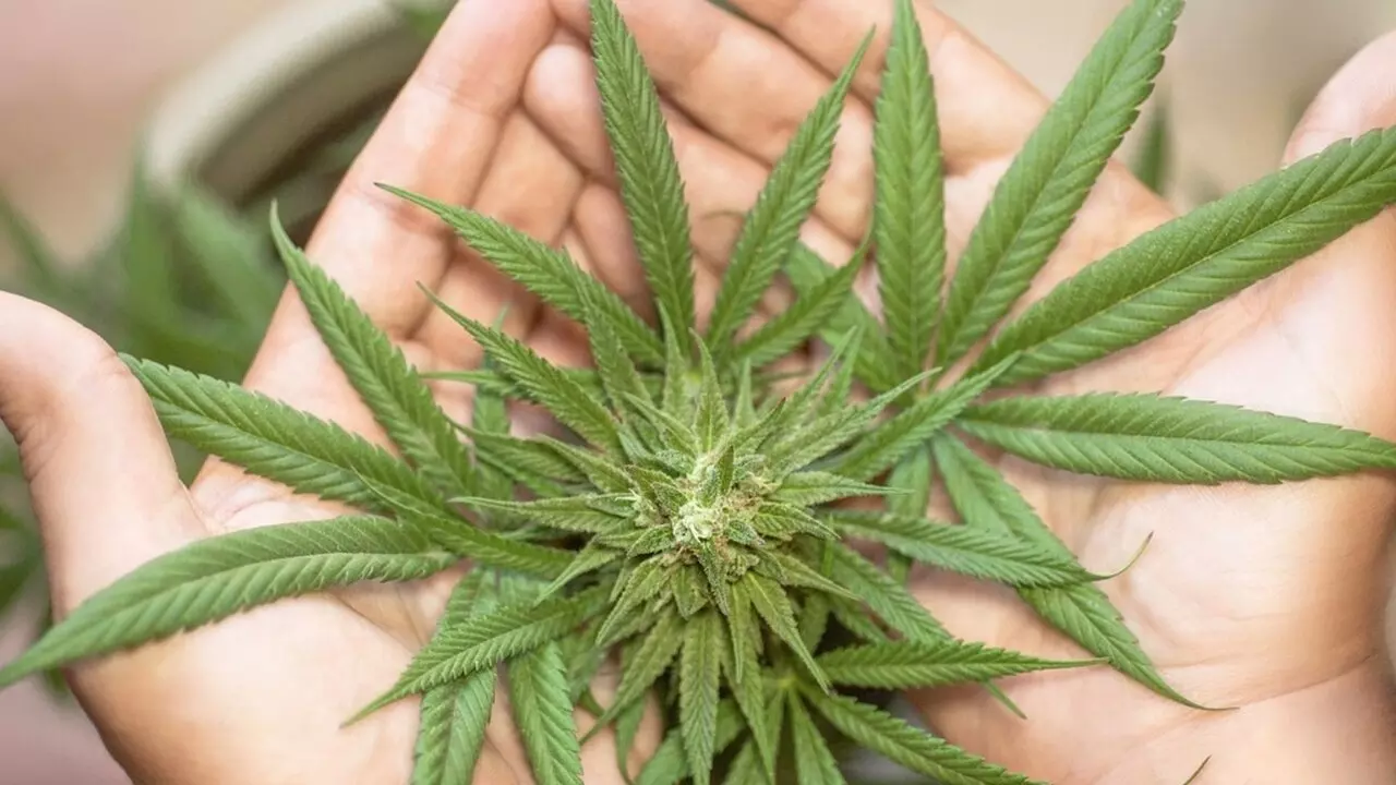 Aaj Ka Itihas| International Marijuana Day 2025| Marijuana Day History ...