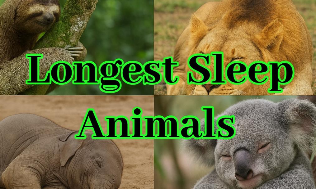 Longest Sleep Animals Name History Quality Sabse jada Sone Wale Janwar ...