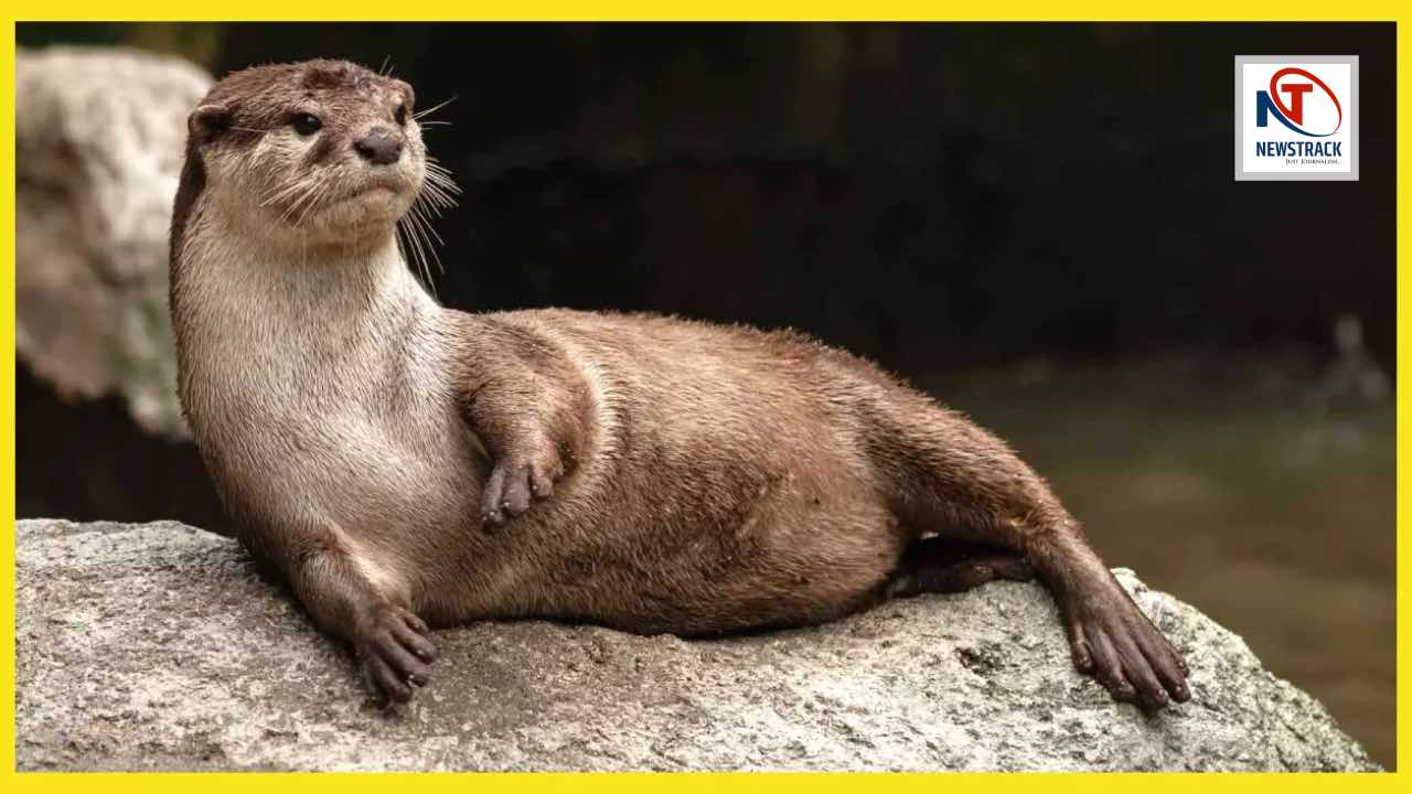Udbilao Ke Bare Me Jankari in Hindi |Â Otters Animal History Habitat ...