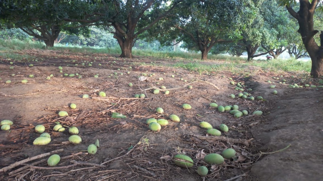 Heavy damage to mango crop after storm, massive destruction in the area ...