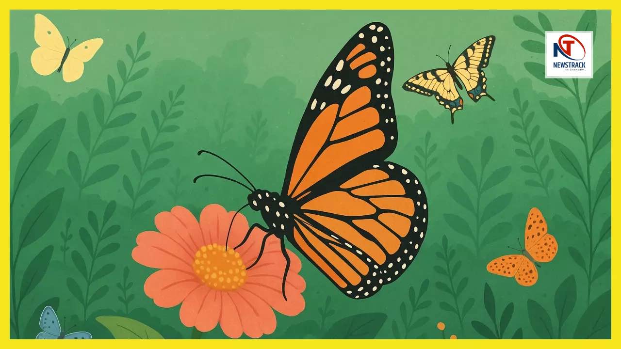 Importance Of Butterflies | Butterflies & Environment | Biological ...
