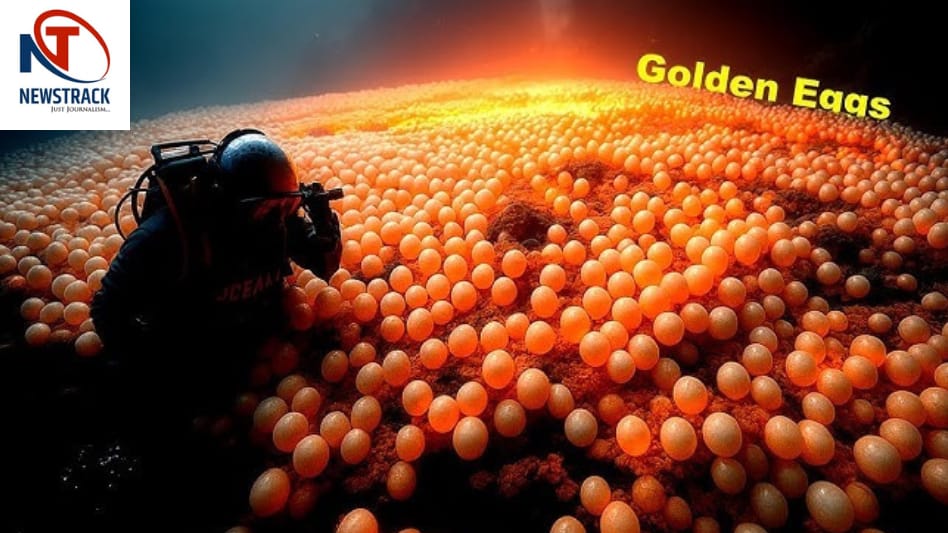 Golden Eggs In The Pacific Ocean| deep sea discovery| golden eggs ...
