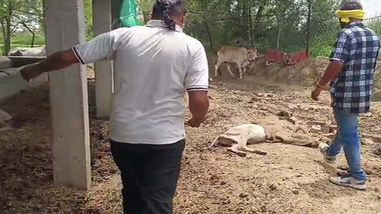 Four cows died at Benipur cow shelter in Kanpur Dehat, with several others visibly malnourished ...