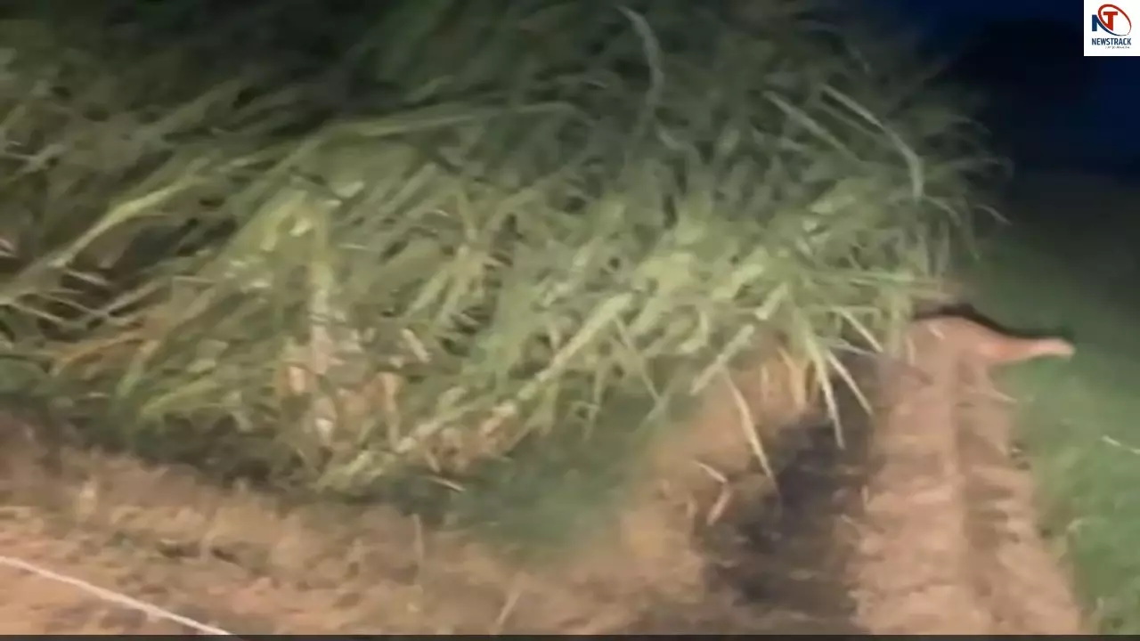 Panic spread among villagers after leopard was seen in sugarcane field ...