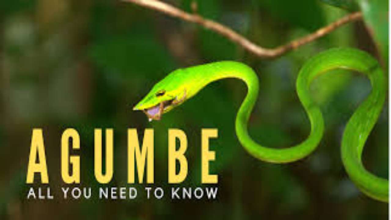 Azab Gajab City Agumbe Cobra Capital of India Know About its Wildlife ...