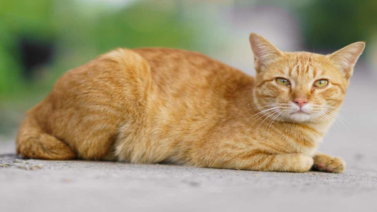 Cat Kumar Voter Fraud in Bihar: Fake Domicile Certificate with Cat ...