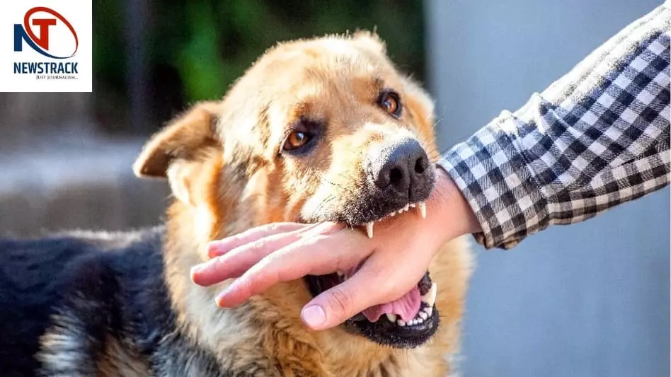 Dog Bites Can Cause More Than Rabies| Dog Bites Spread More Than Rabies ...