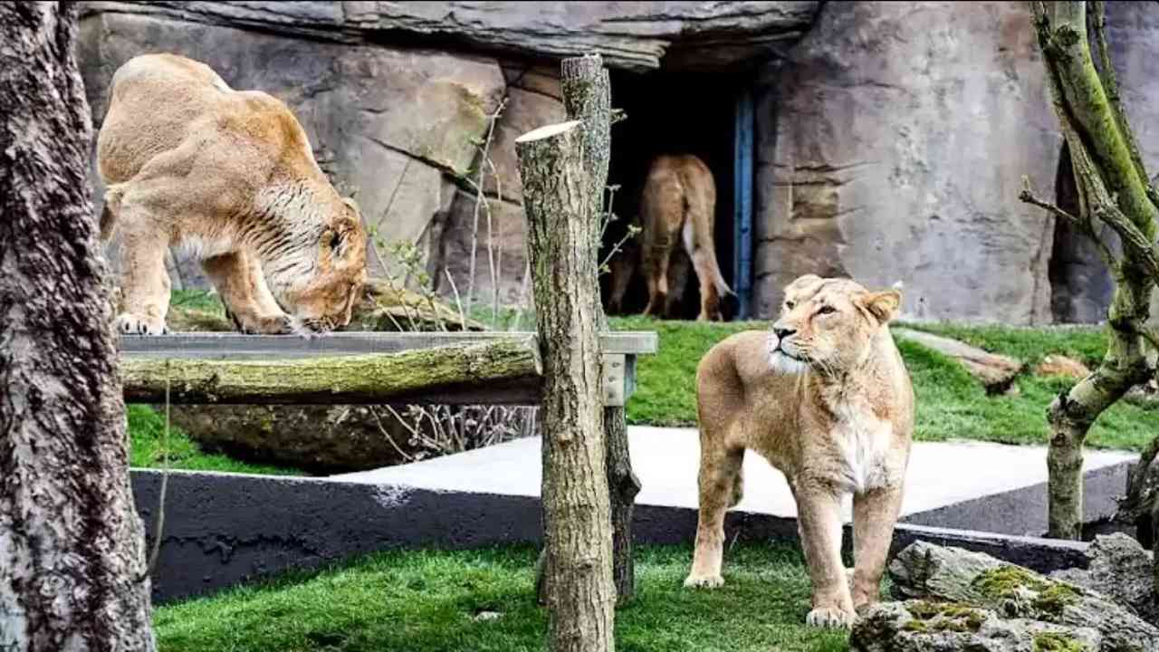 Best Zoo in India | Nawab Wajid Ali Shah Prani Udyan Lucknow | Mysore ...