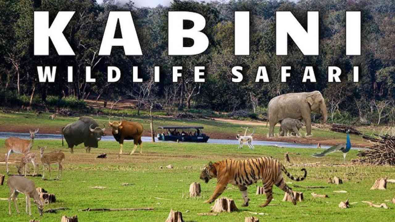 Kabini Wildlife Sanctuary, Kabini safari tour, Kabini elephant safari ...