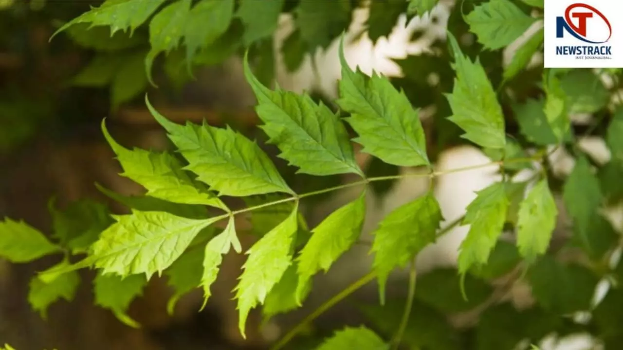 Benefits of Chewing Neem Leaves|Khali Pet Neem Ki Patti Khane Ke Fayde|neem leaves remedies ...