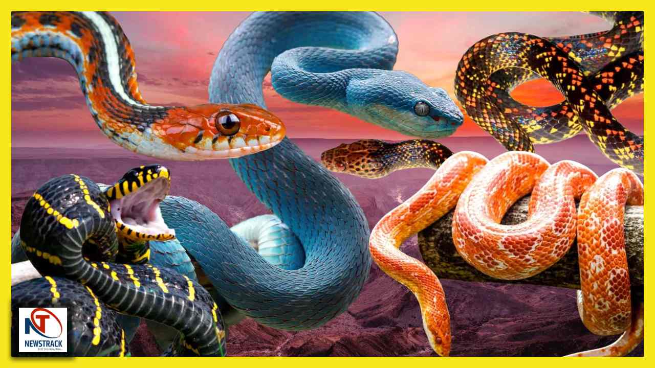Non-Venomous Snakes: Types, Habits and Ecological Importance | Snake ...