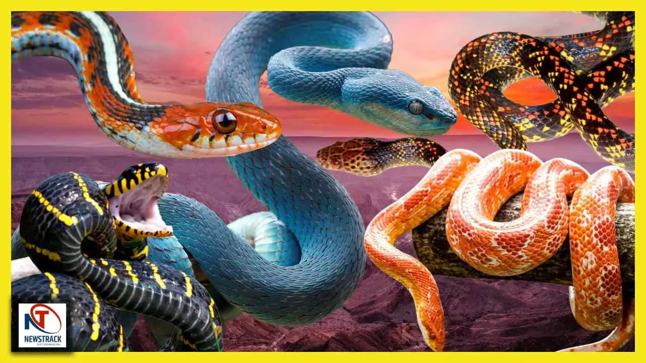 Non-Venomous Snakes: Types, Habits and Ecological Importance | Snake ...