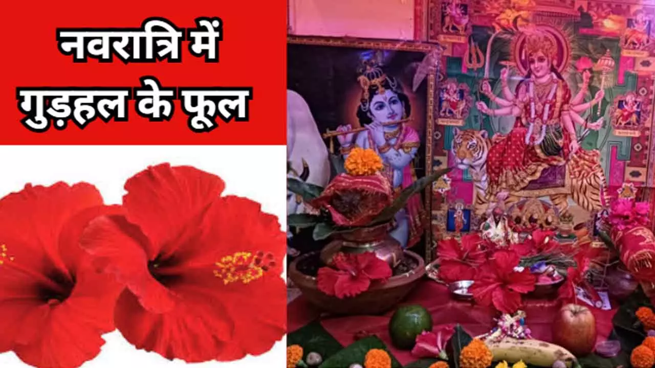 Gudhal Ke Phool ke Upay Navratri me Gudhal Phool ke Chamatkari Totke ...