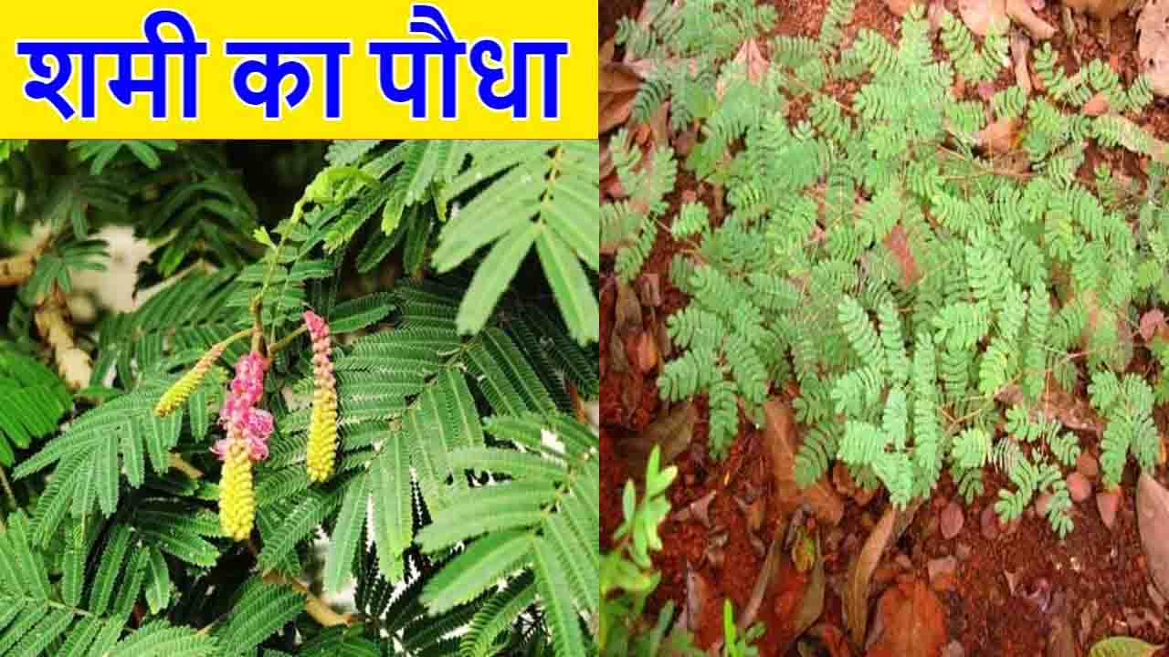 Shami Plant Dussehra Shami puja on Vijayadashami Shami plant in home ...