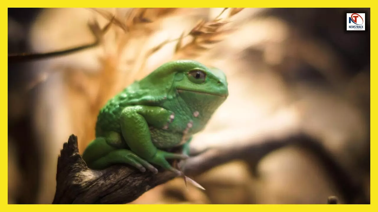 Unique Animals On Earth|Waxy Monkey Tree Frog|Natural sunscreen|Lifestyle|Newstrack Special ...