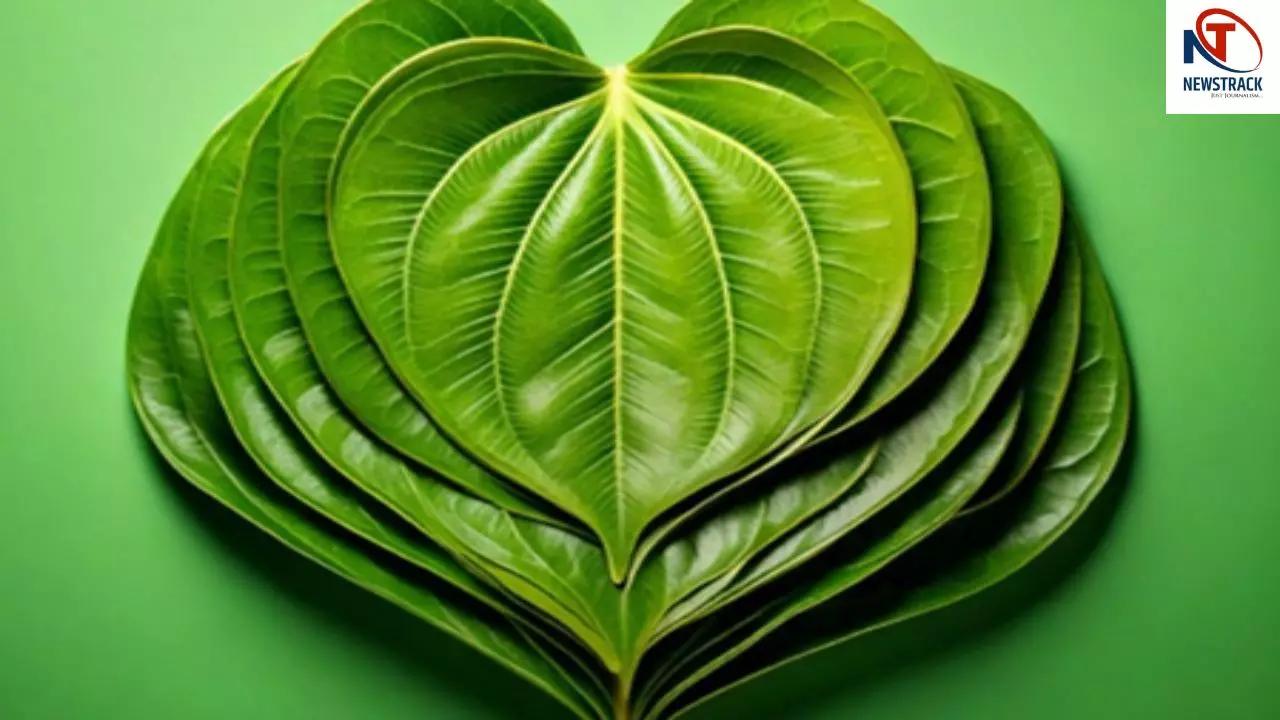 health benefits of betel leaf| medicinal properties of betel leaf| paan ...
