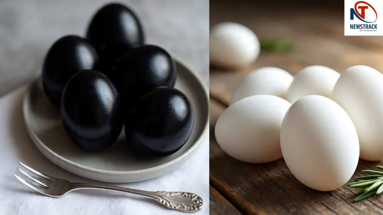 Black Vs White Eggs: कौन है 'प्रोटीन किंग'? जानें कौन देता है ज्यादा ...