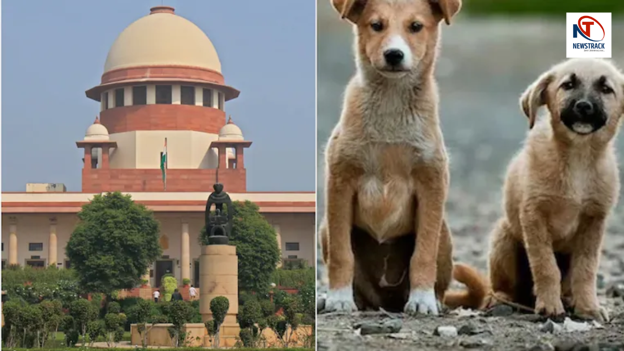 Supreme Court Orders Removal of Stray Dogs from Public Places to ...