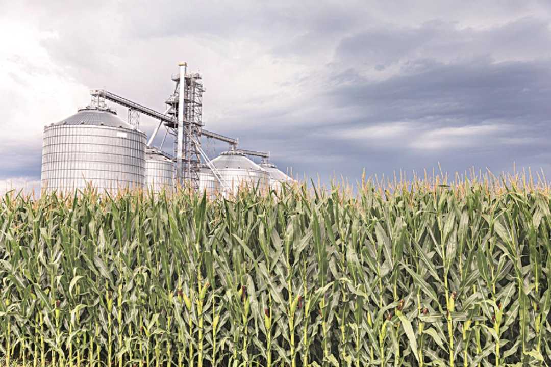Rice and maize fuel project | 10,000 jobs as Biharâ s green revolution ...