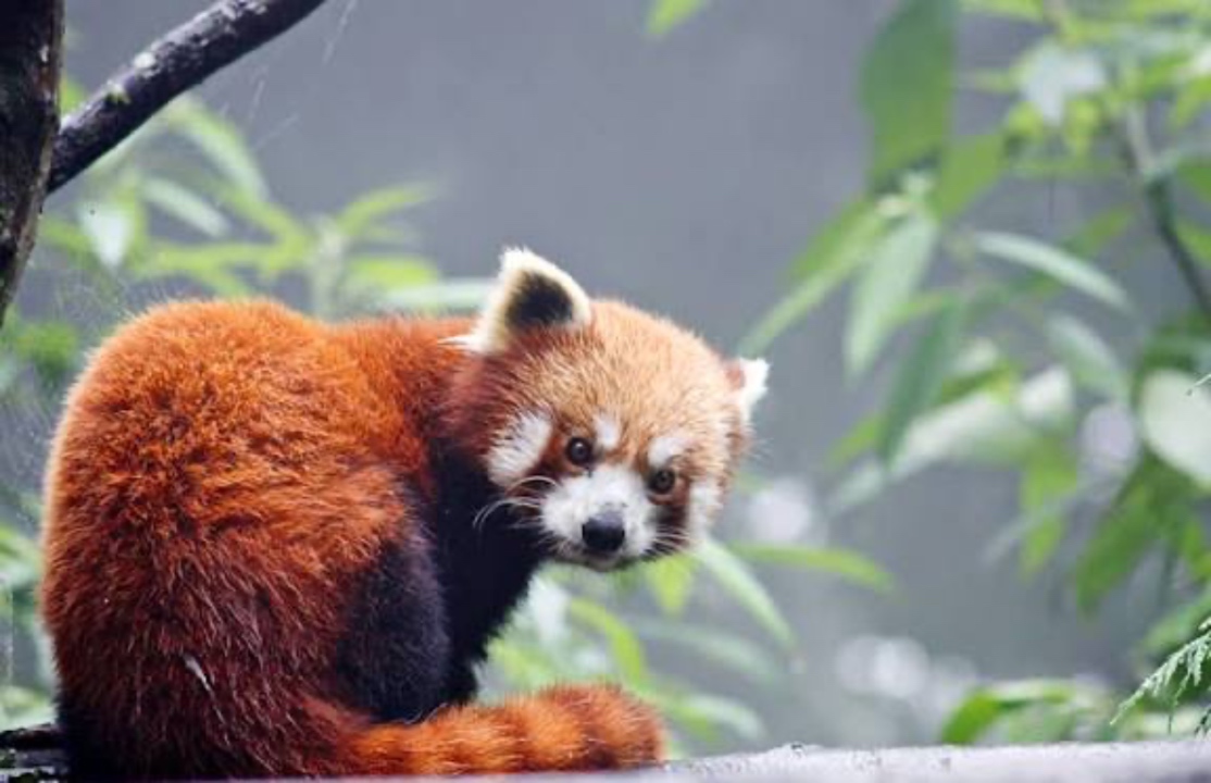 Red pandas near extinction | Rescue campaign paying off in India ...