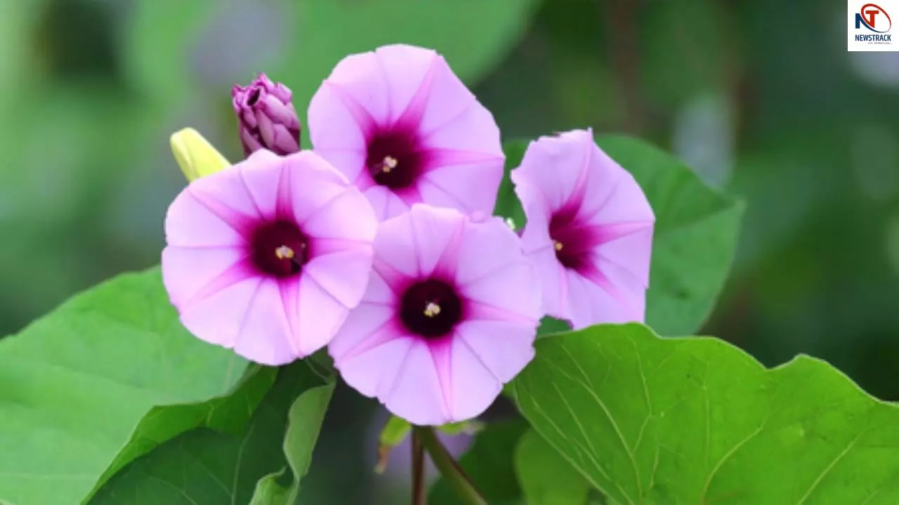 health benefits and uses of vidhara for diabetes digestion| vidhara ke ...