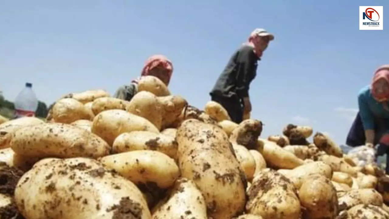 Pakistan Potato Crisis after Afghanistan Taliban War| Farmers Appeal to ...