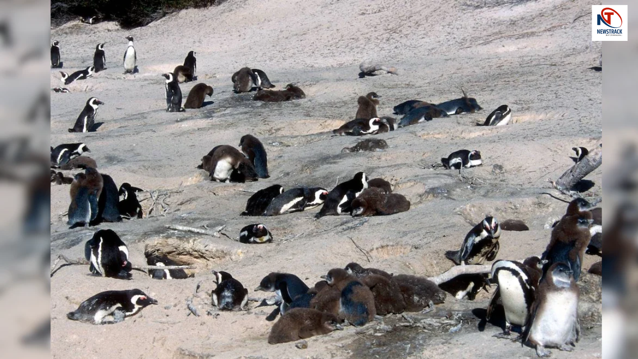 60,000+ penguins die of starvation! Sardine shortage threatens African ...