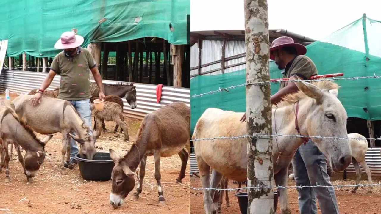 Why Donkey Milk Is So Expensive | How an IT Engineer Built a Fortune ...