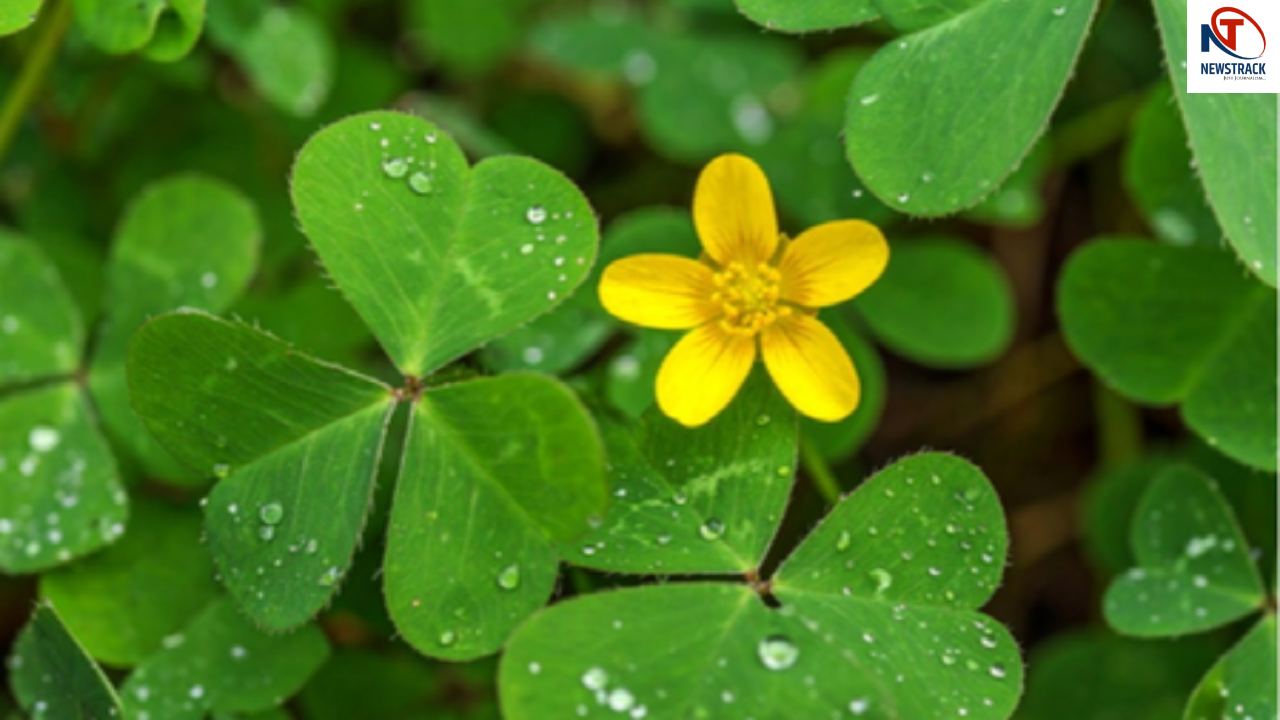 health benefits of changeri grass| changeri grass for digestion heart ...