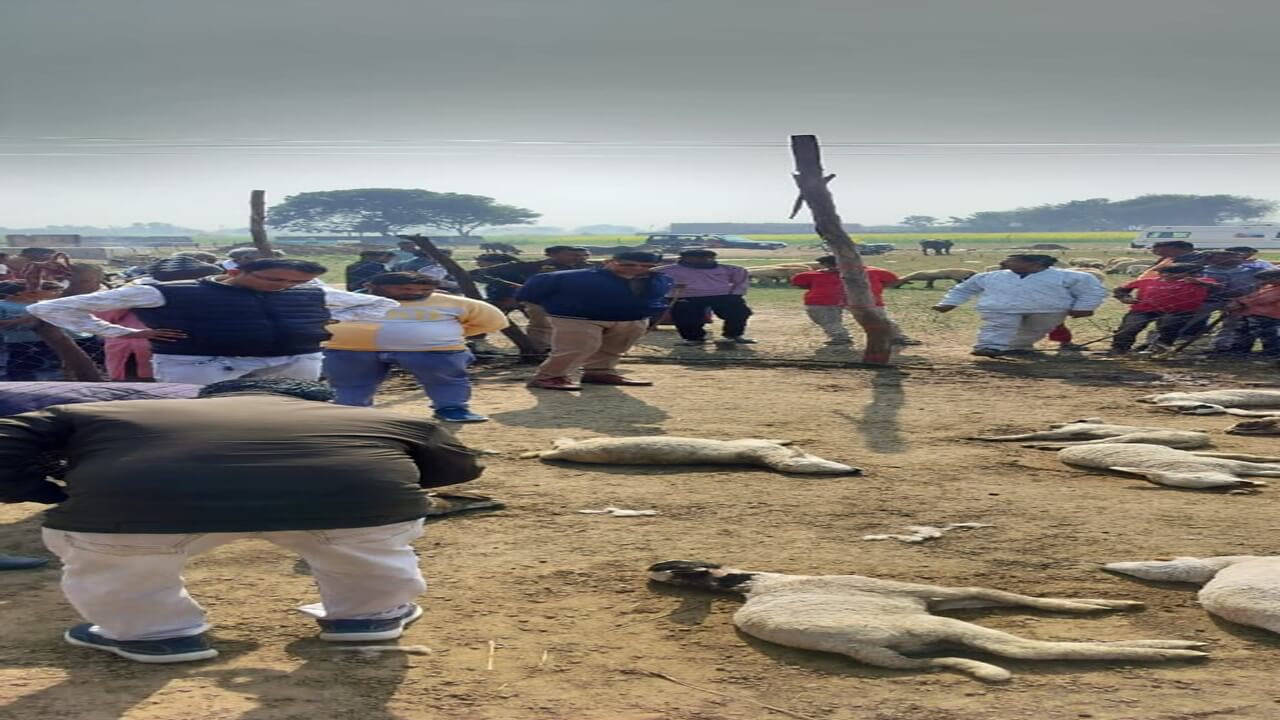 Banda Wolf Attack: 20 Sheep Killed, 20 Injured After Wild Wolf Enters ...