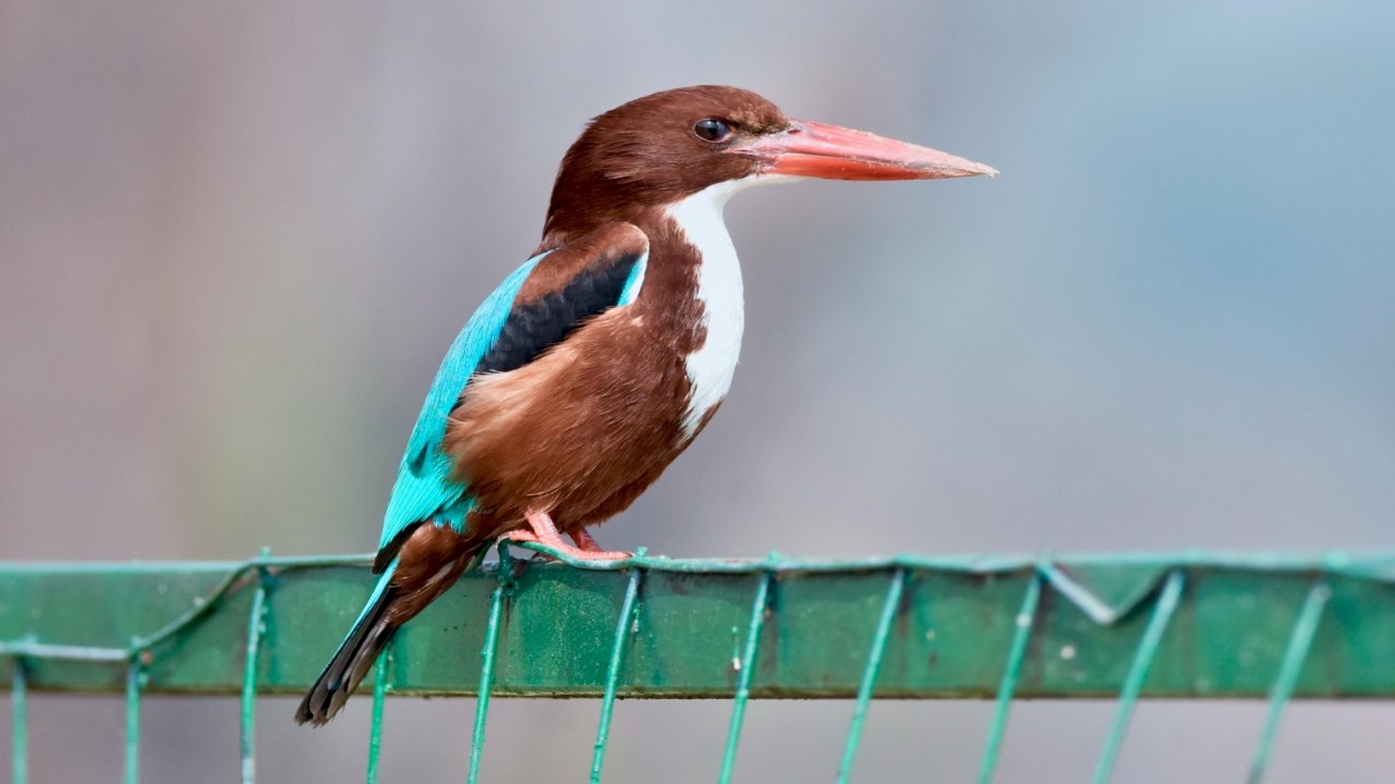 Jaipur Bird Festival 2026 Begins: Celebration of Birds & Wetlands ...