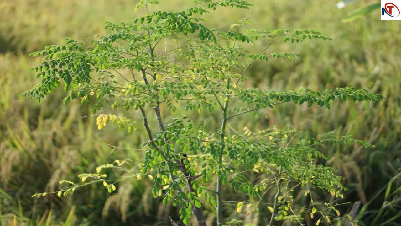 Moringa Oleifera Benefits|Drumstick Tree Health Benefits|Sahjan ...