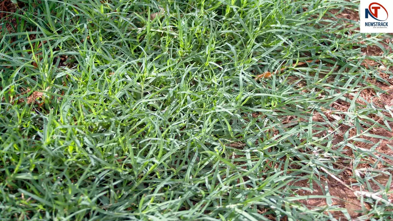 durva grass benefits| doob ghaas ke fayde| Durva grass uses and ...