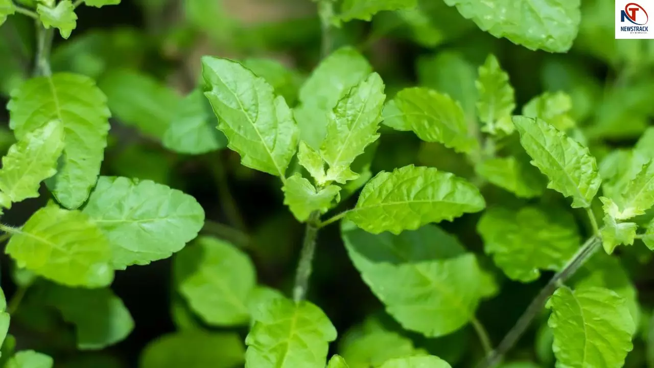 tulsi benefits| basil leaves benefits|tulsi for immunity digestion ...
